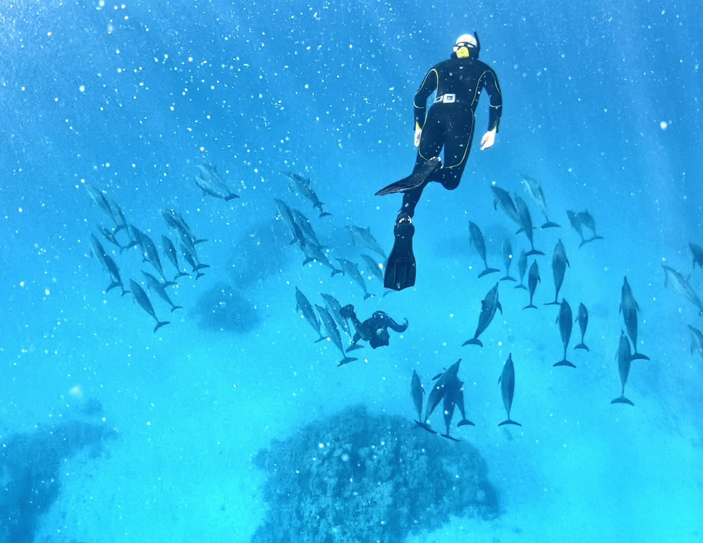 How Deep Can a Dolphin Dive? – Ventana Travel – Blog
