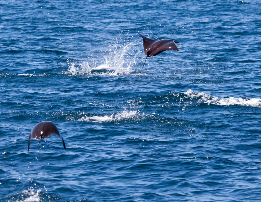 The Biology of the Mobula Ray – Ventana Travel – Blog
