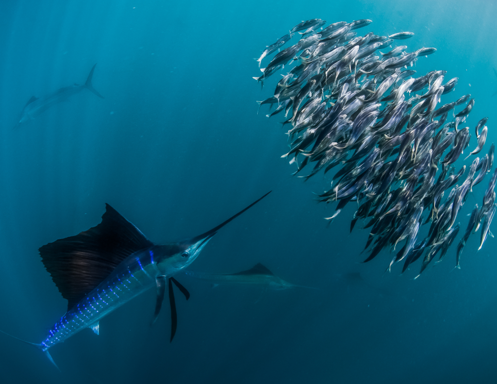 Top 10 Fastest Fish – Ventana Travel – Blog