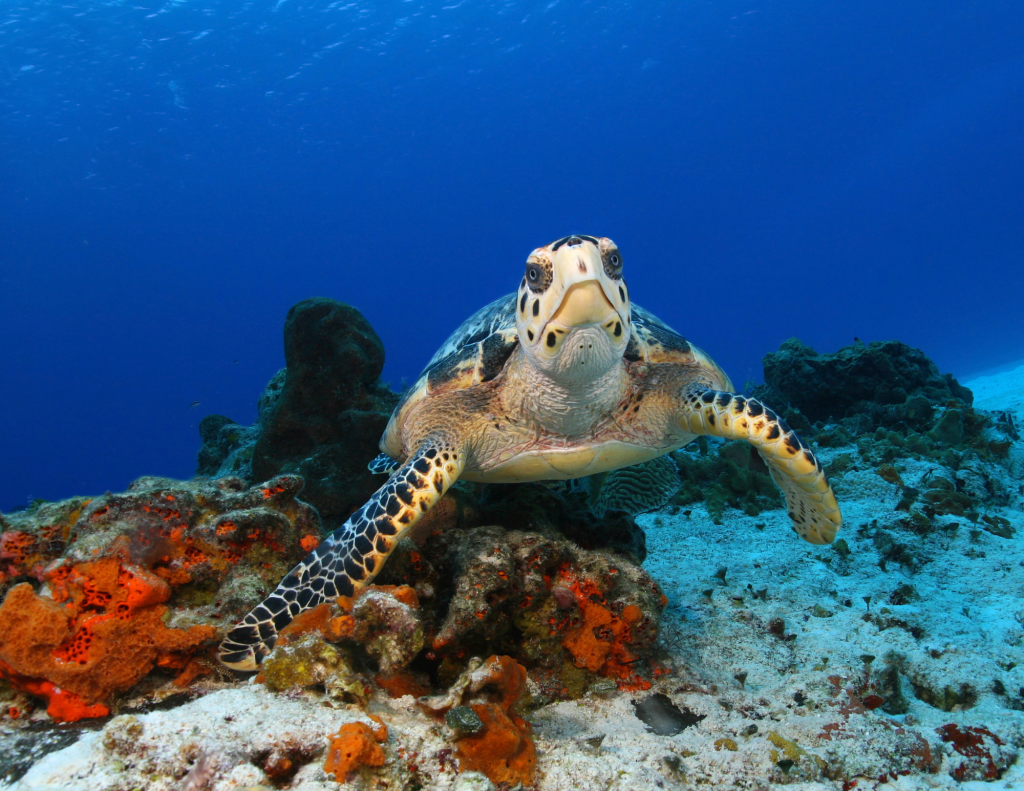 Where to Swim with Sea Turtles – Ventana Travel – Blog